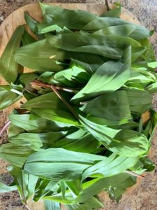 Ultimate Guide to Wild Edibles: Wild Ramps - Outdoor Adventure Sampler